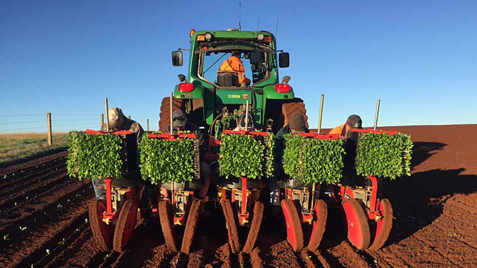 South Pacific Seeds case study